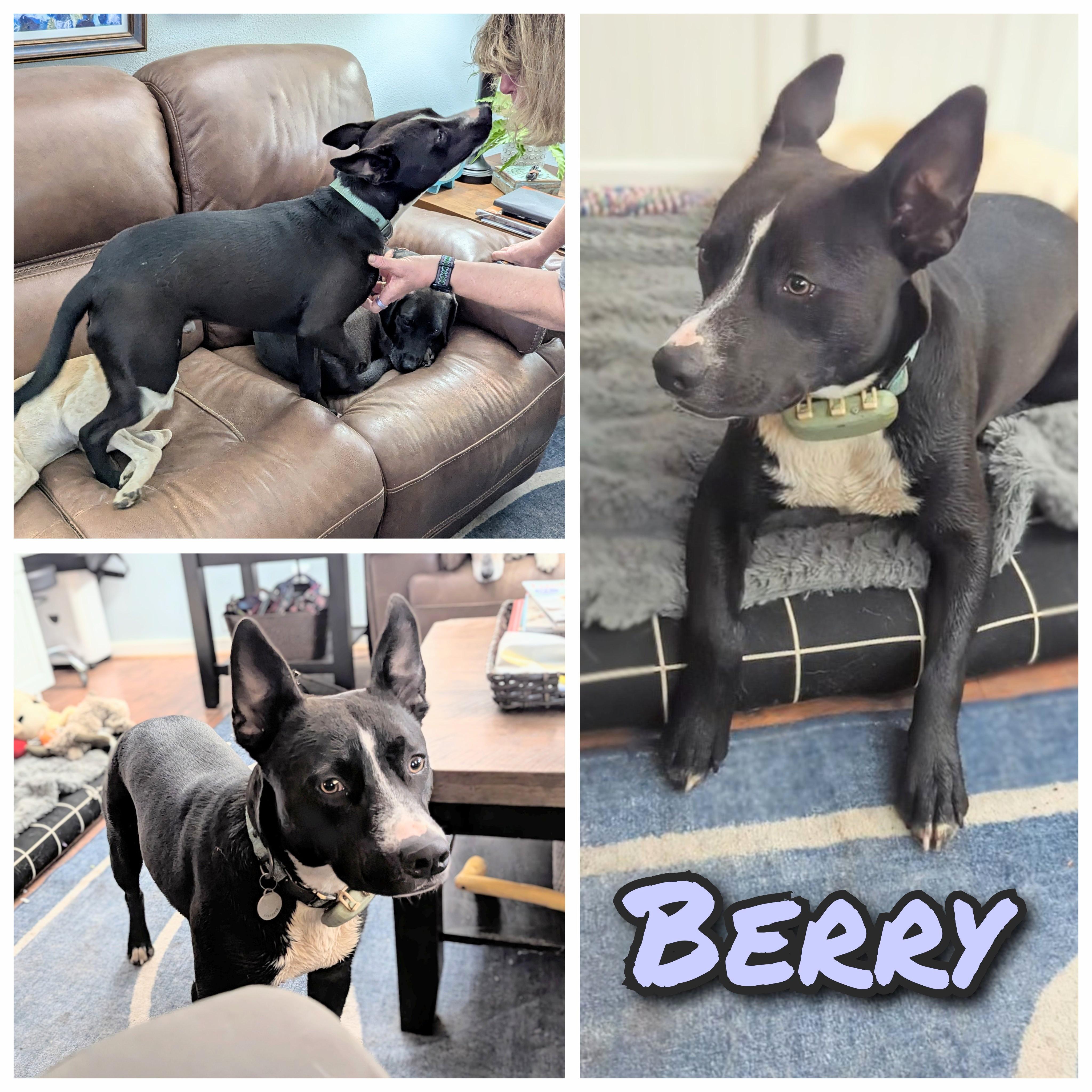 Dog for adoption - Berry, an Australian Kelpie & Black Labrador ...
