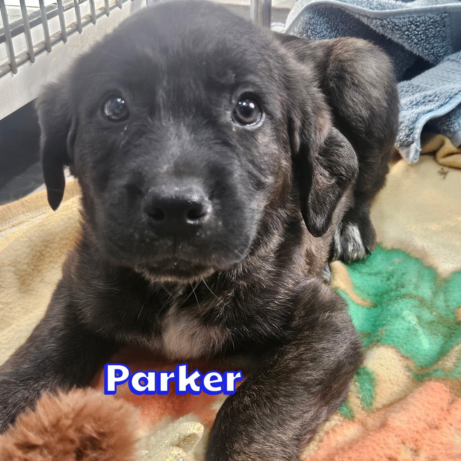 Dog for adoption - **LITTER ALERT** - The Stray Kids on the "P" Puppy ...