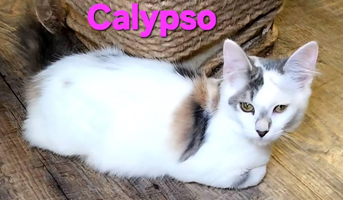 Cat for adoption - Calypso, a Domestic Long Hair in Macon, GA | Petfinder