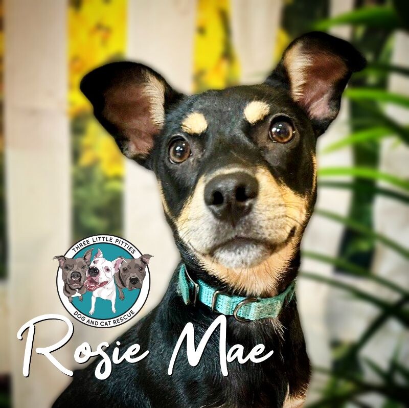 Dog for adoption - Rosie Mae Sisco, a Miniature Pinscher & Rat Terrier ...