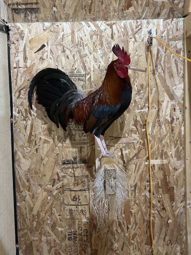 Chicken for adoption - Vlachos, a Chicken in Ravenna, OH | Petfinder