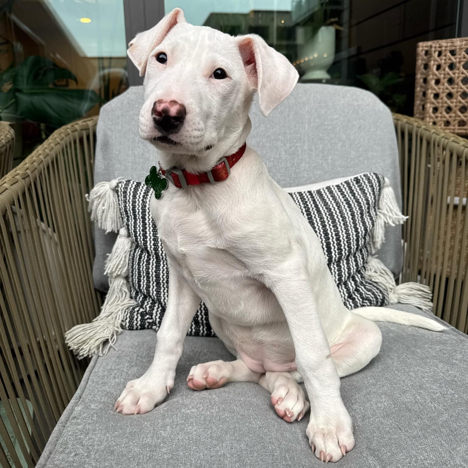 Dog for adoption - Cosmic Brownie, a Bull Terrier & Labrador Retriever ...