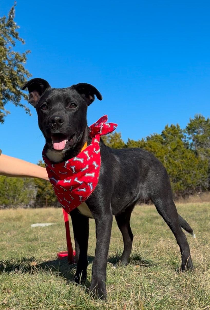 Dog for adoption - Brooks, a Labrador Retriever & Shepherd Mix in ...