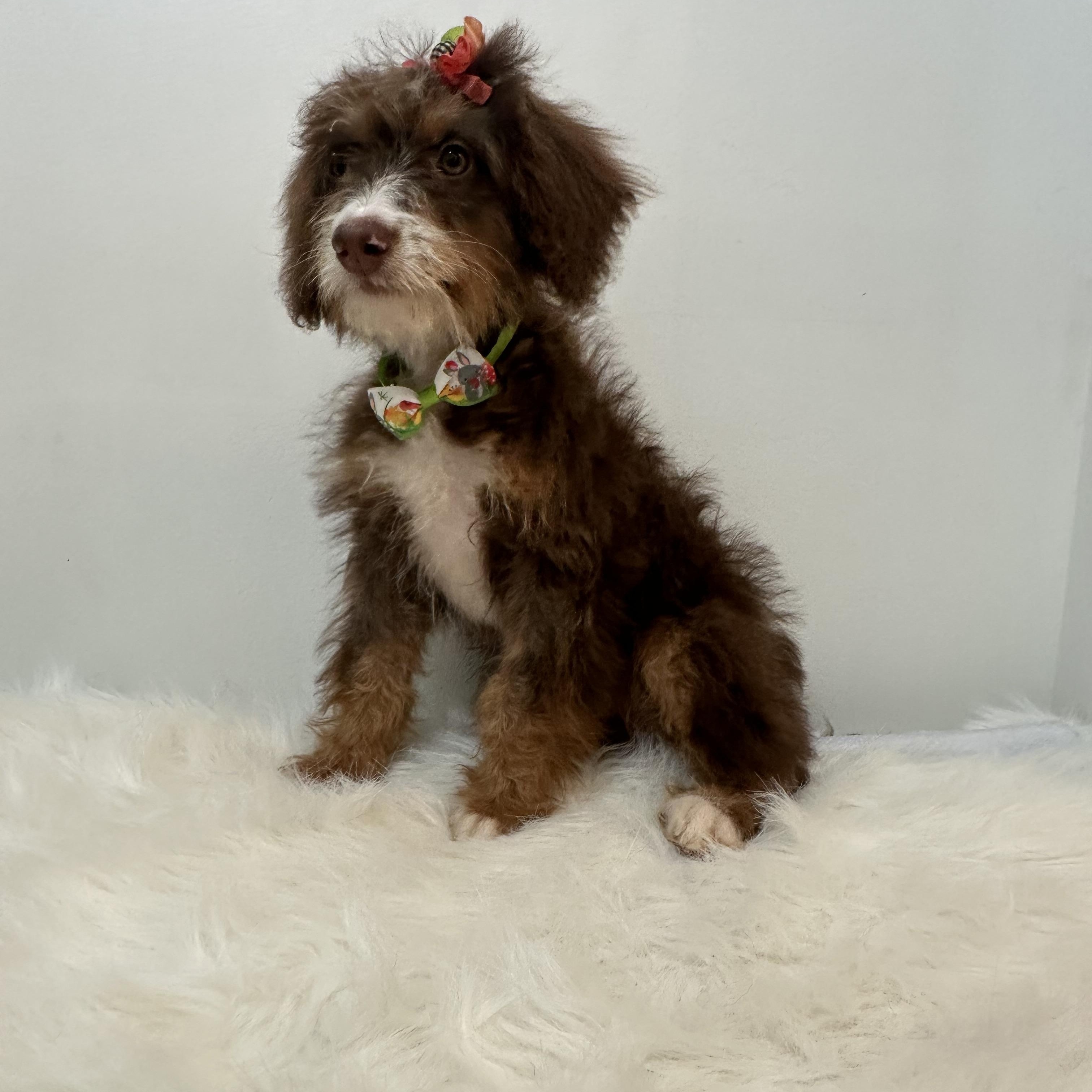 Dog for adoption - Brownie, a Bernadoodle in Wrightstown, NJ | Petfinder