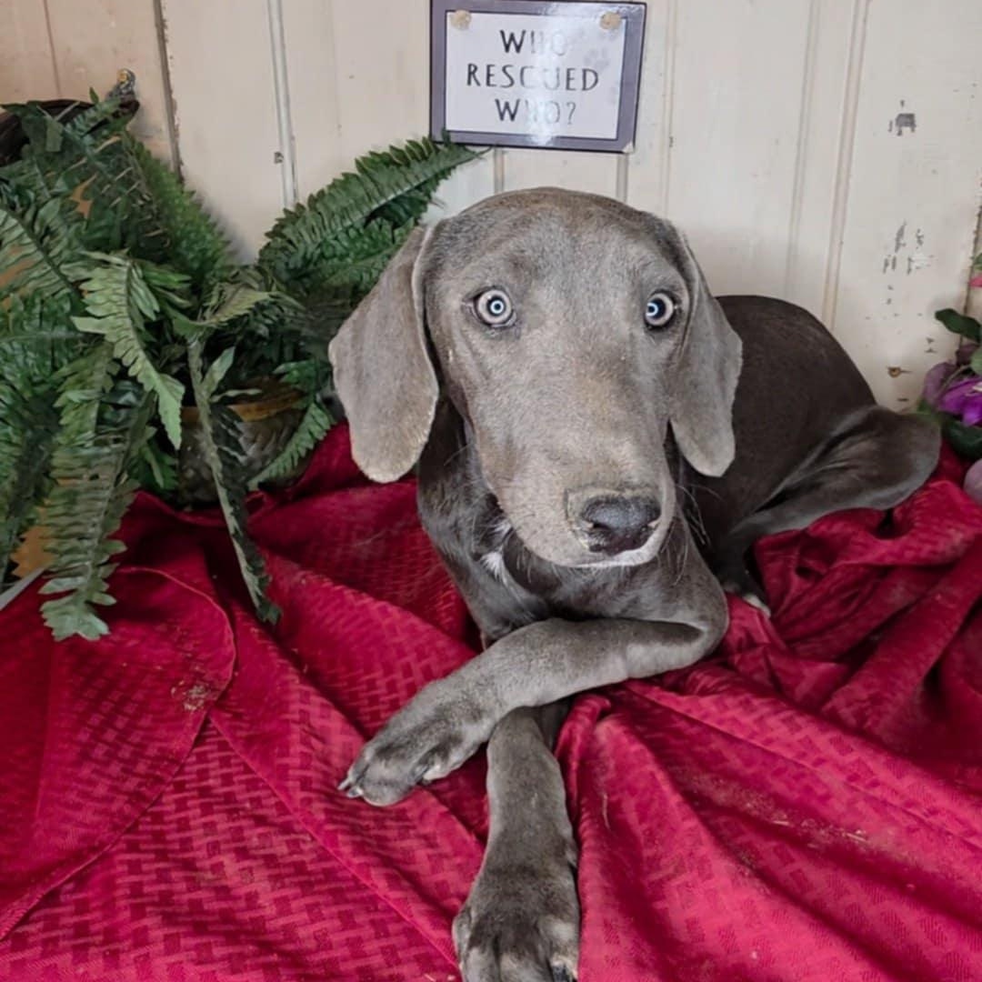Dog for adoption - Brie, a Blue Lacy & Labrador Retriever Mix in ...