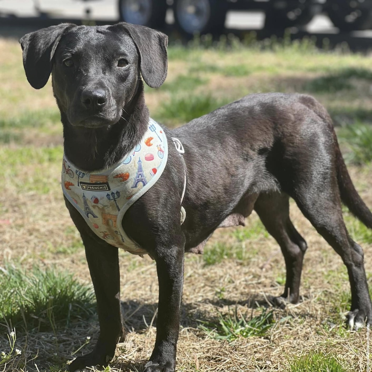 Dog for adoption - Roxy, a Black Labrador Retriever Mix in Hughesville ...