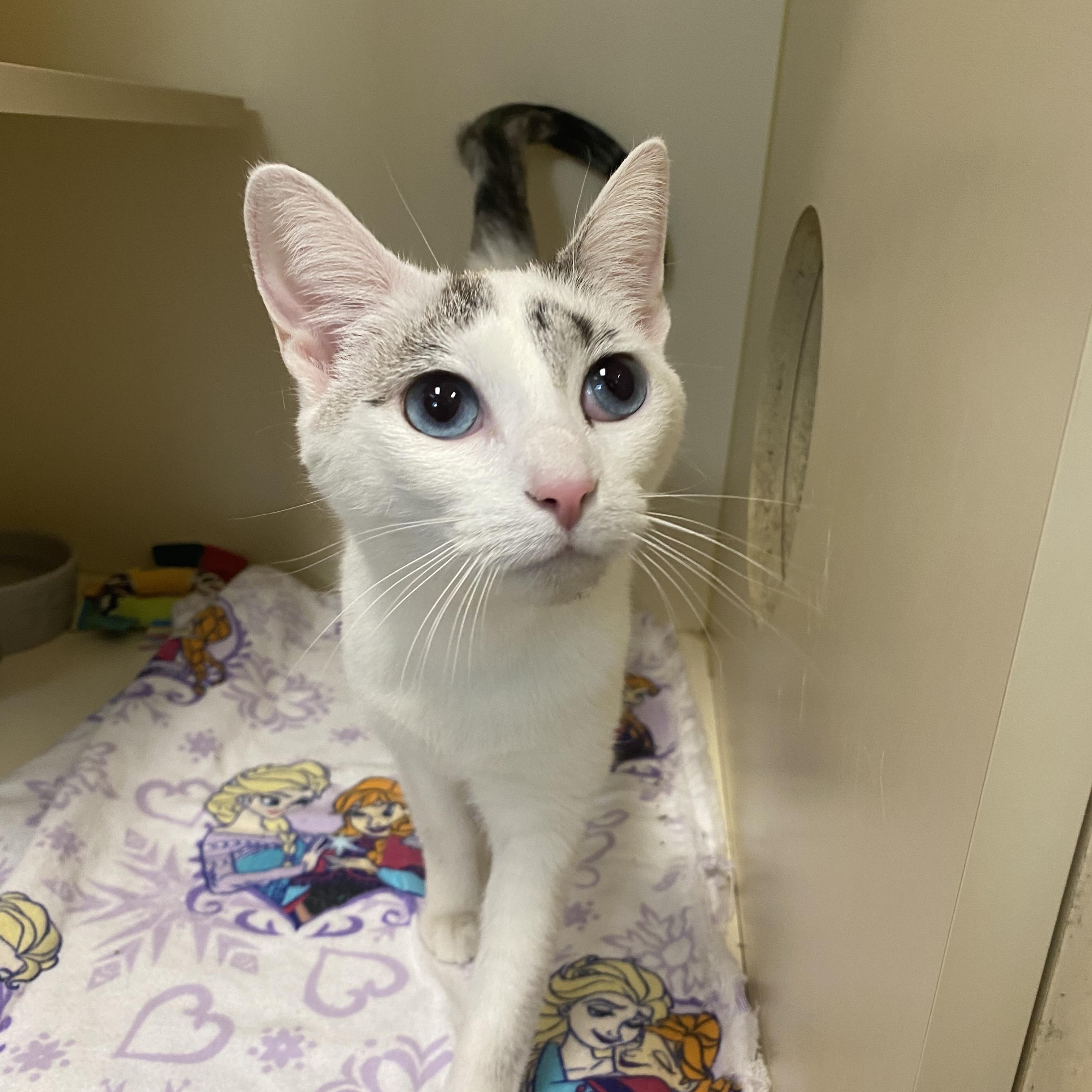 Cat for adoption - Snowflake, a Domestic Short Hair in Elyria, OH ...