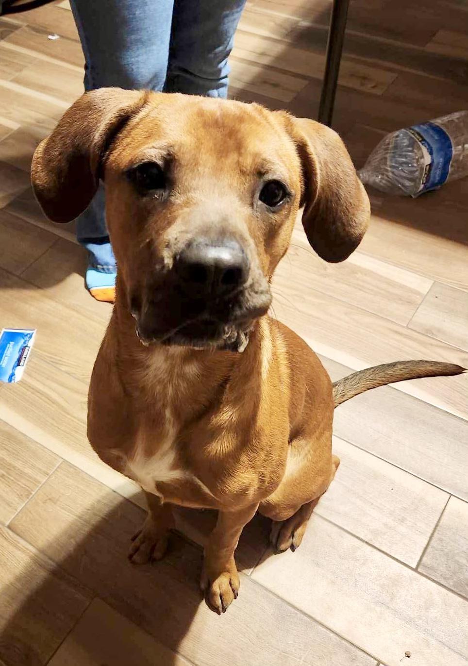 Dog for adoption - Bucee, a Rhodesian Ridgeback Mix in Concord, NH ...