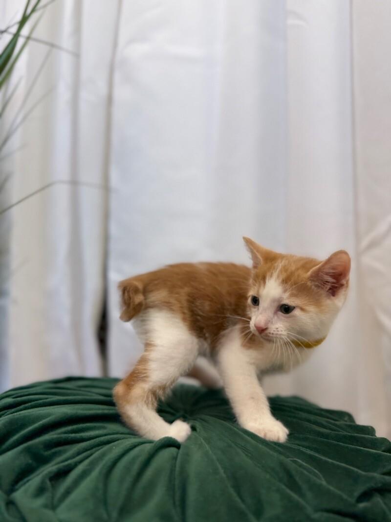 Cat for adoption - Stubby Cutie, a Domestic Short Hair Mix in ...