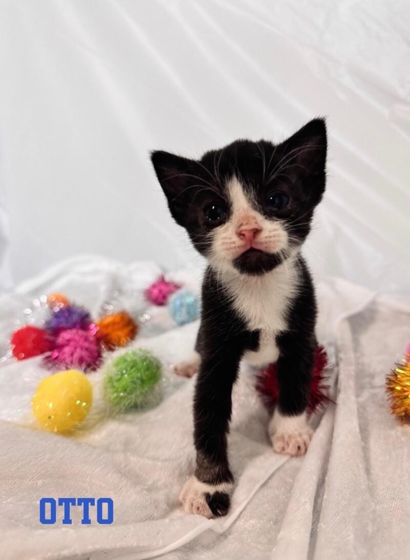 Cat for adoption - Otto Burnham, a Domestic Short Hair & Tuxedo Mix in ...