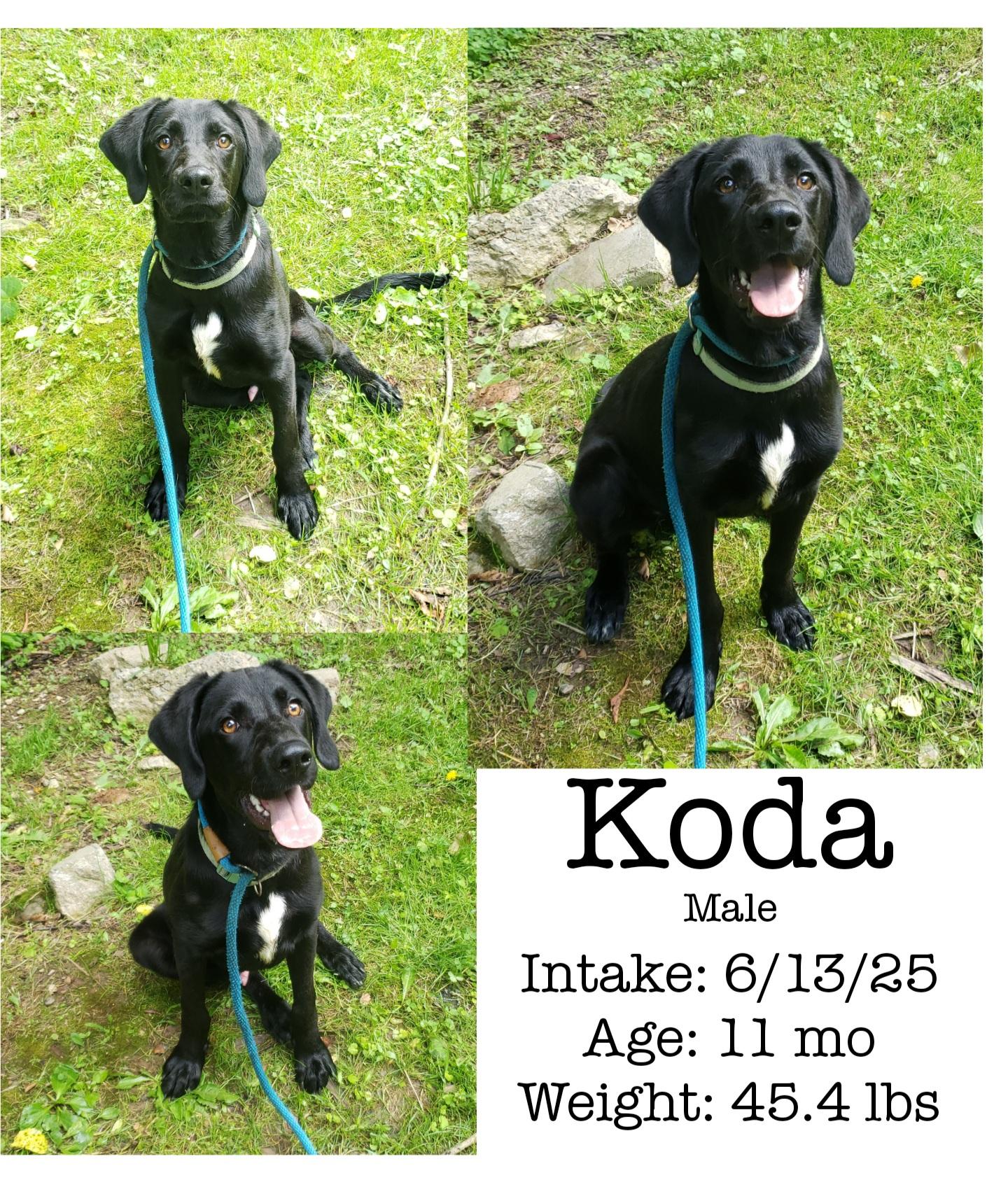 Dog for adoption - Koda, a Black Labrador Retriever in Staffordsville, KY | Petfinder