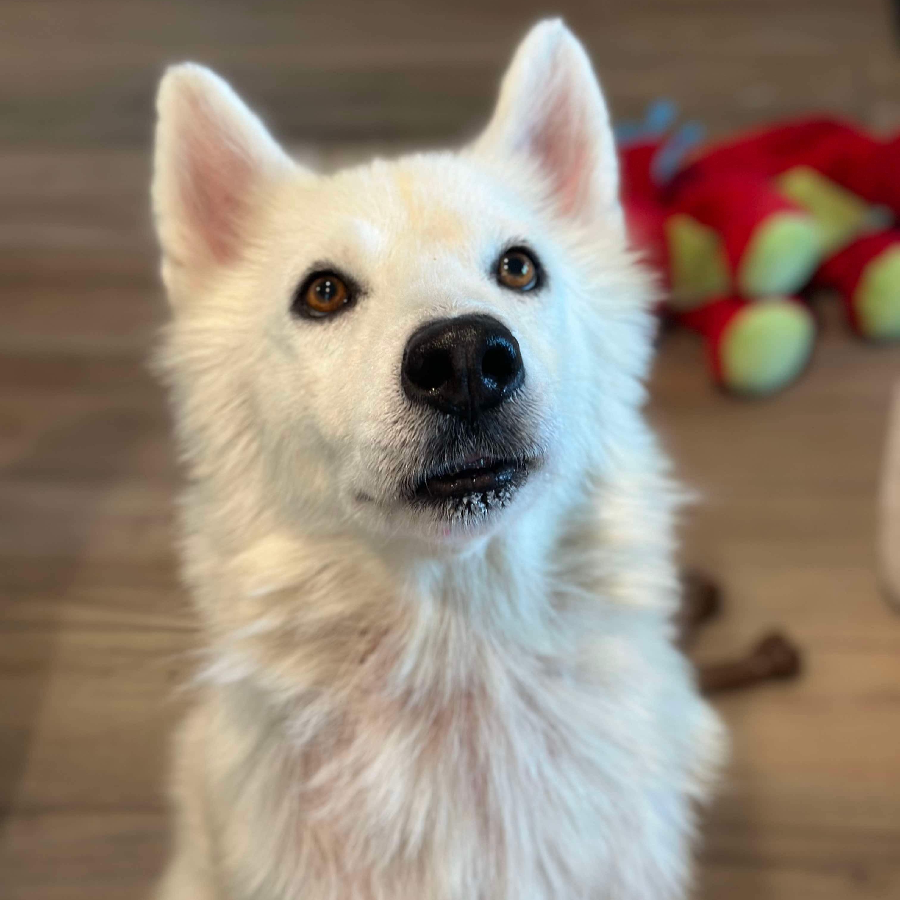 Dog for adoption - Leah, a Shepherd & Samoyed Mix in East Hartford, CT ...