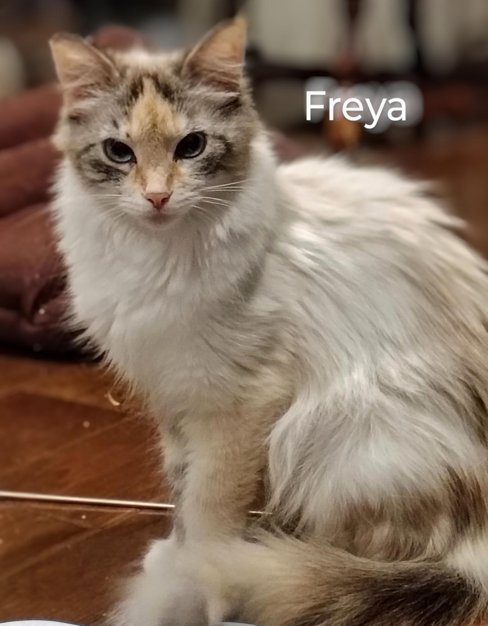 Cat for adoption - Freya, a Siamese & Dilute Calico Mix in Mabank, TX ...