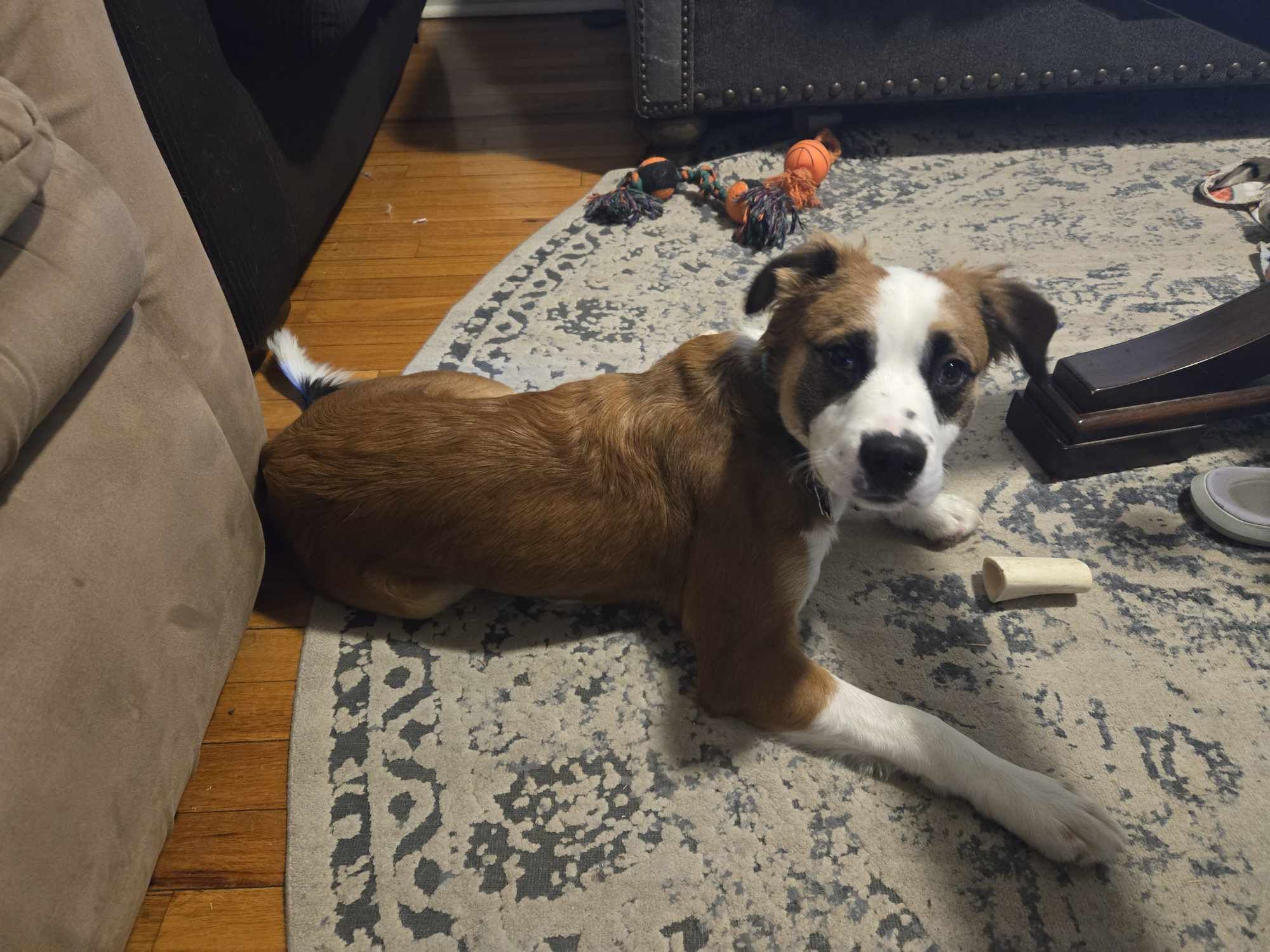Dog for adoption - Johan, a Boxer & Australian Shepherd Mix in Kiowa ...