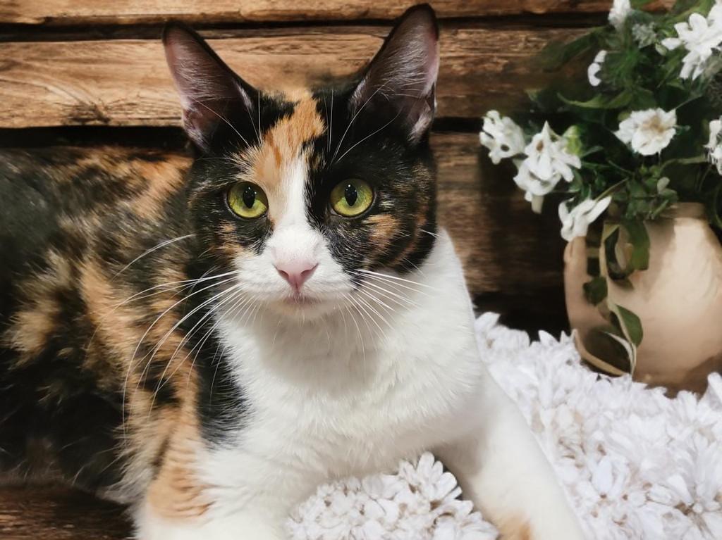 Cat for adoption - Sadie, a Calico in OVERLAND PARK, KS | Petfinder