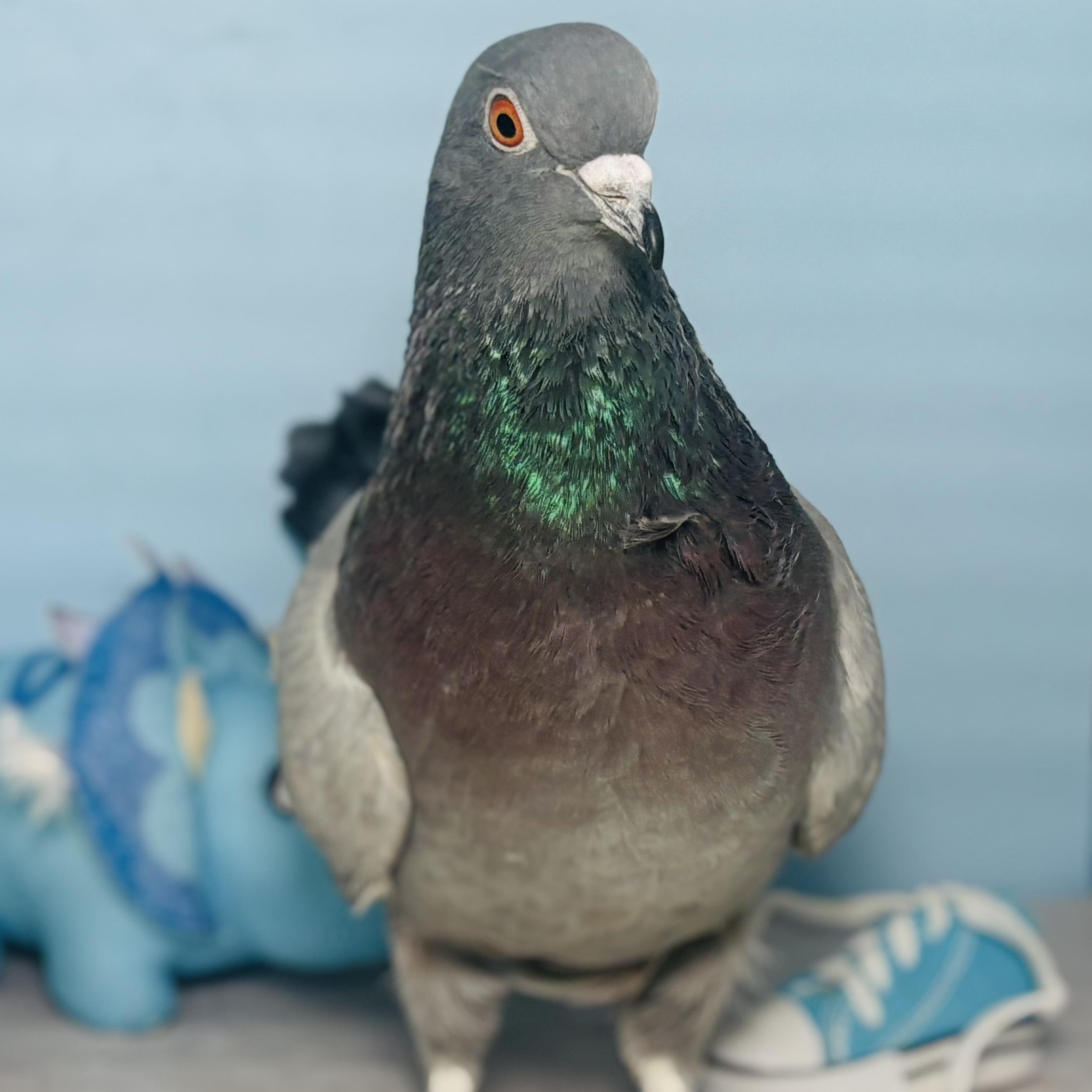 Dove for adoption - Norma, a Pigeon in Chicago, IL | Petfinder