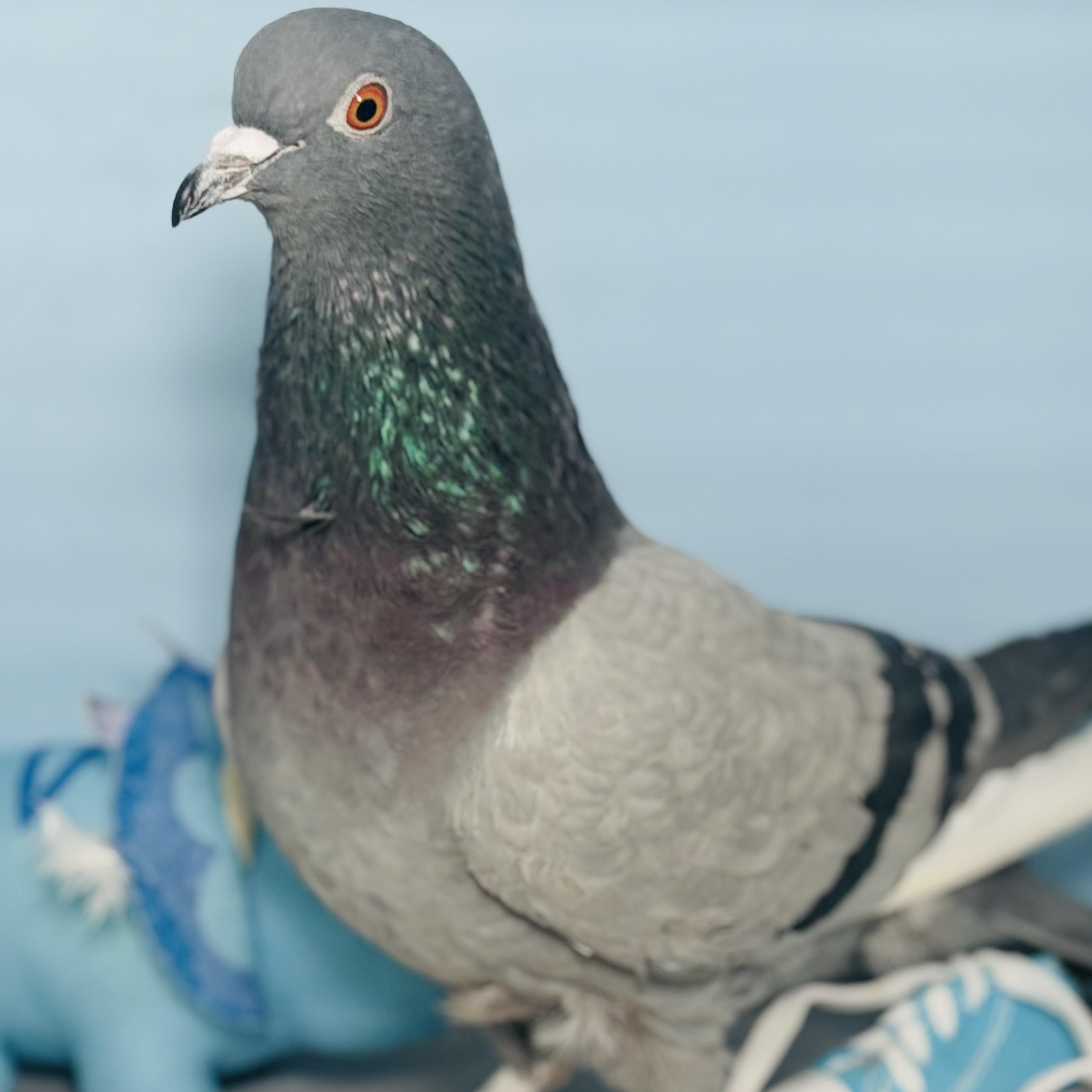 Dove for adoption - Norma, a Pigeon in Chicago, IL | Petfinder