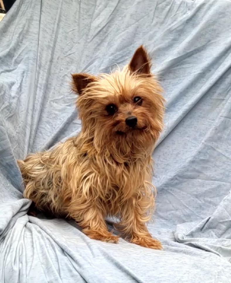 Dog for adoption - YORKIE, a Yorkshire Terrier in Woodsfield, OH ...