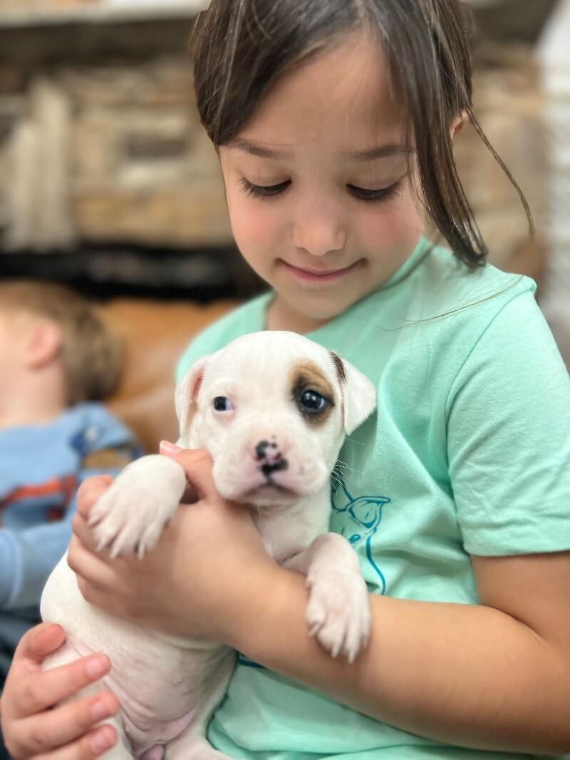 Dog for adoption - Violet Lovington Valentine, an American ...