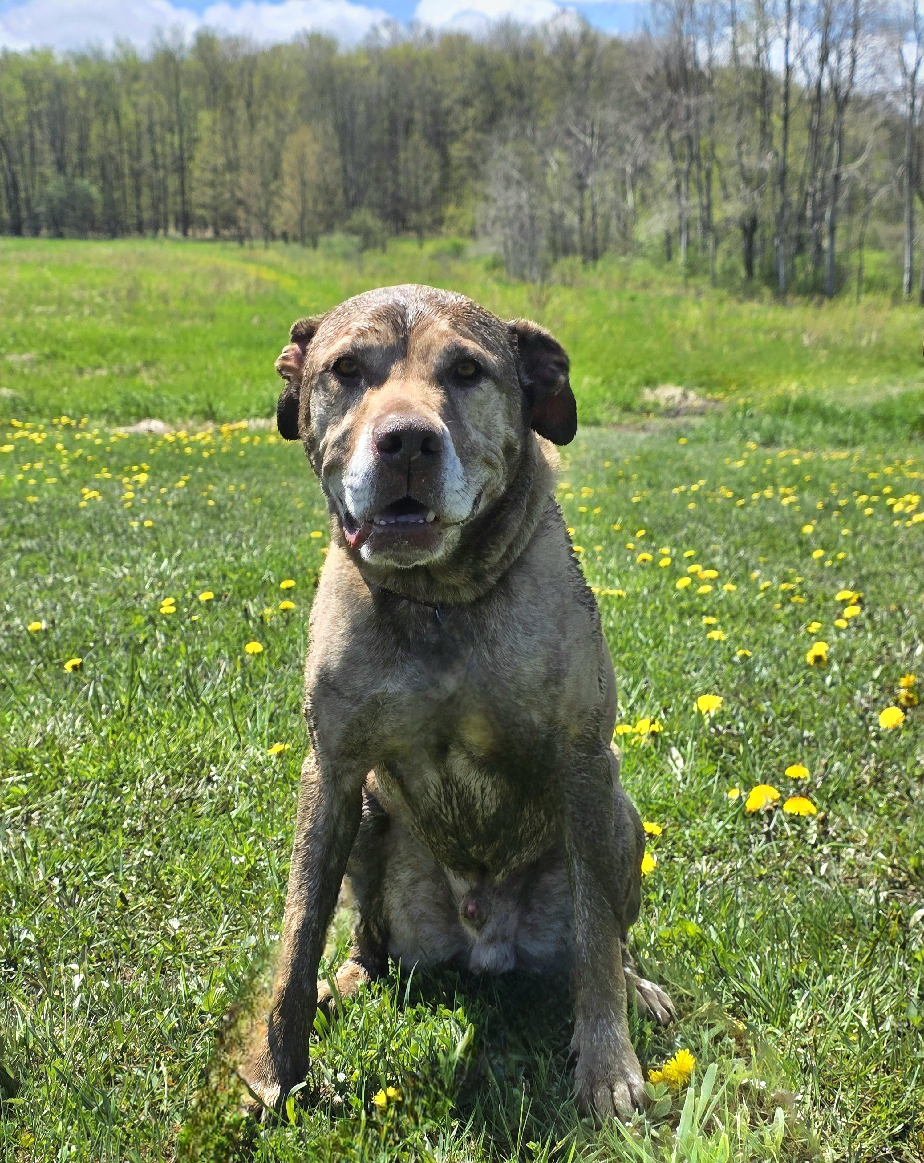 Dog for adoption - Scotch, a Labrador Retriever Mix in Darien Center ...