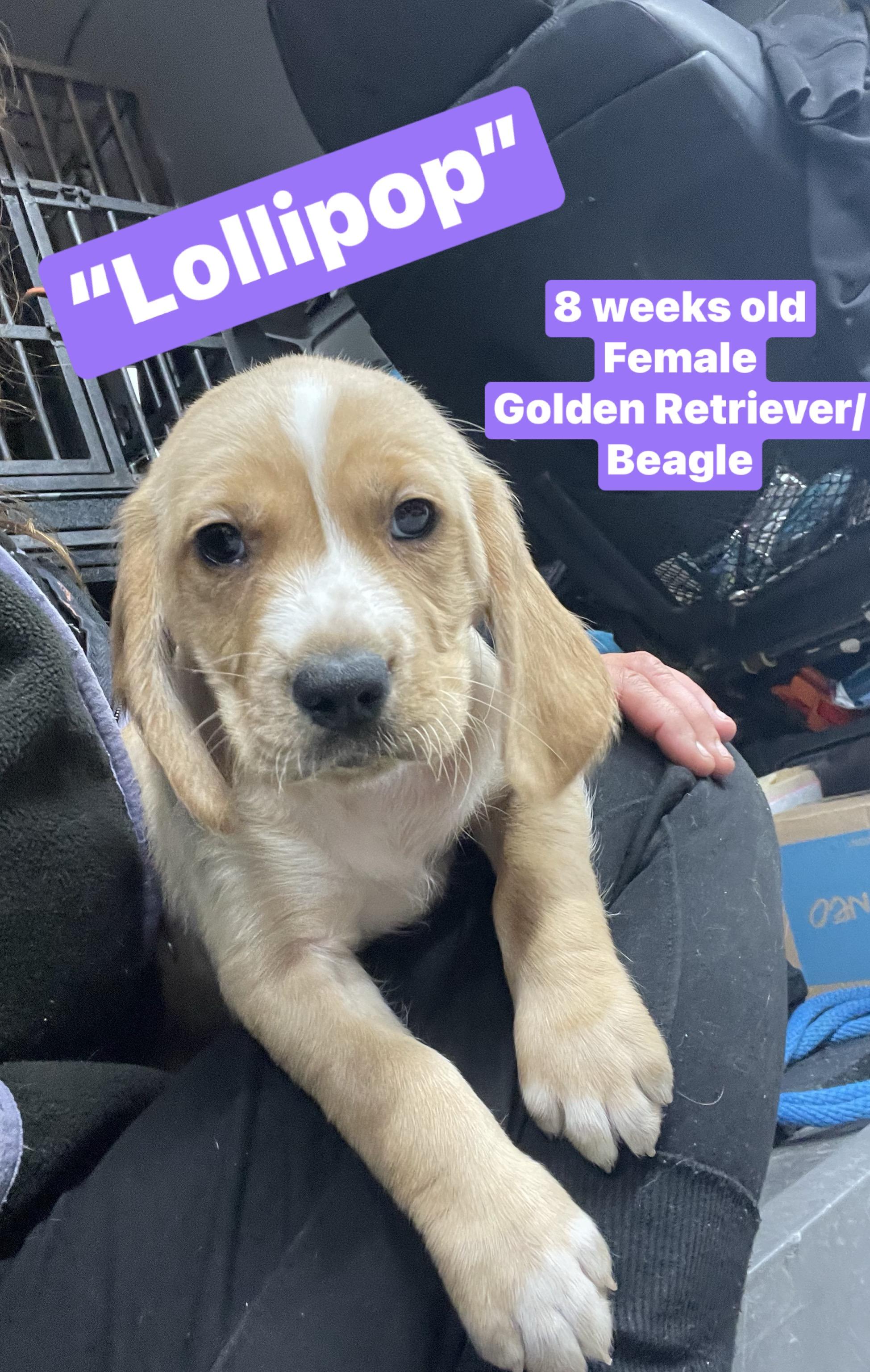 Dog for adoption - Lollipop-Golden Retriever-Beagle-"Beago", a ...