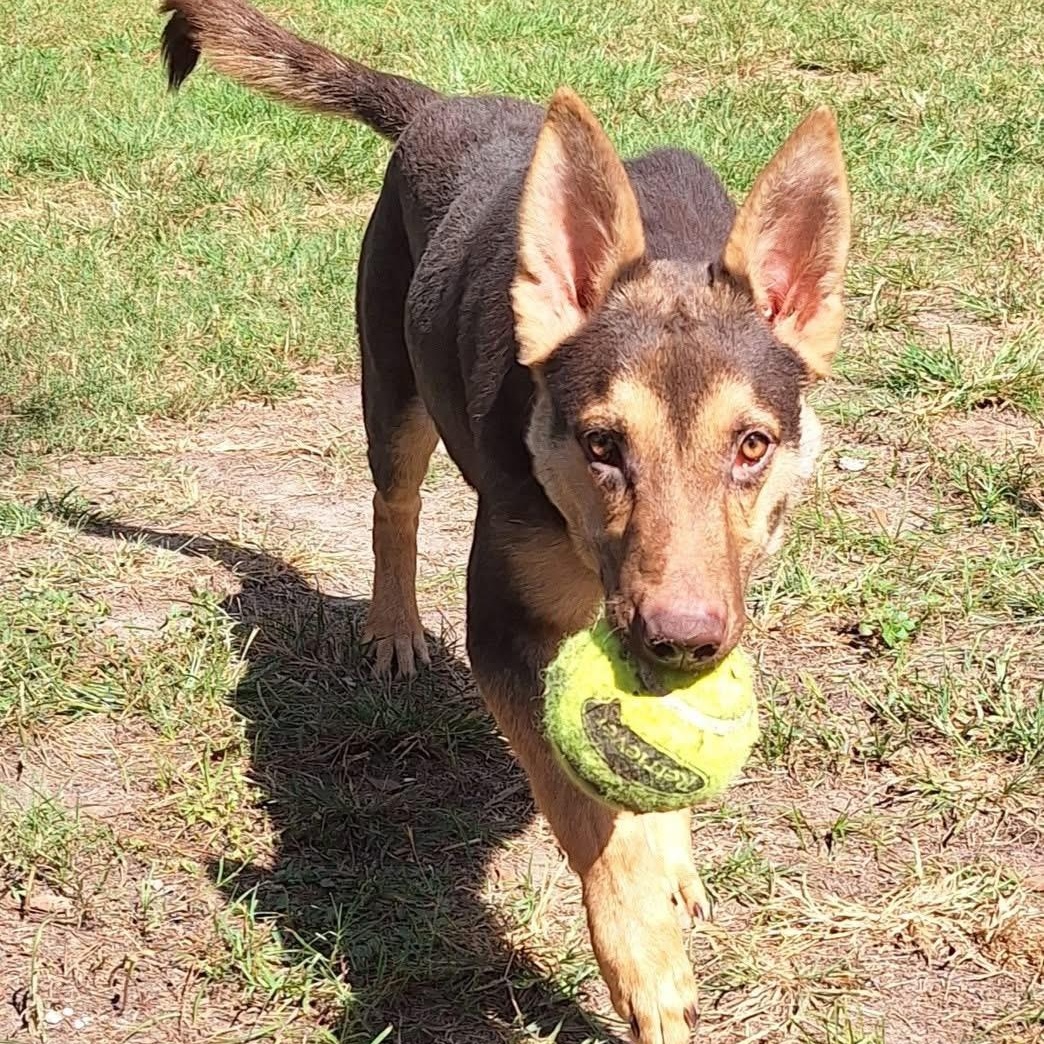 Dog for adoption - MAX GSD, a German Shepherd Dog in Bellingham, WA ...