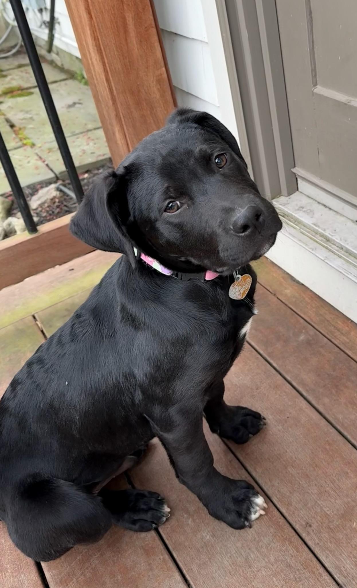 Dog for adoption - Schooner, a Mixed Breed in Ridgefield, CT | Petfinder