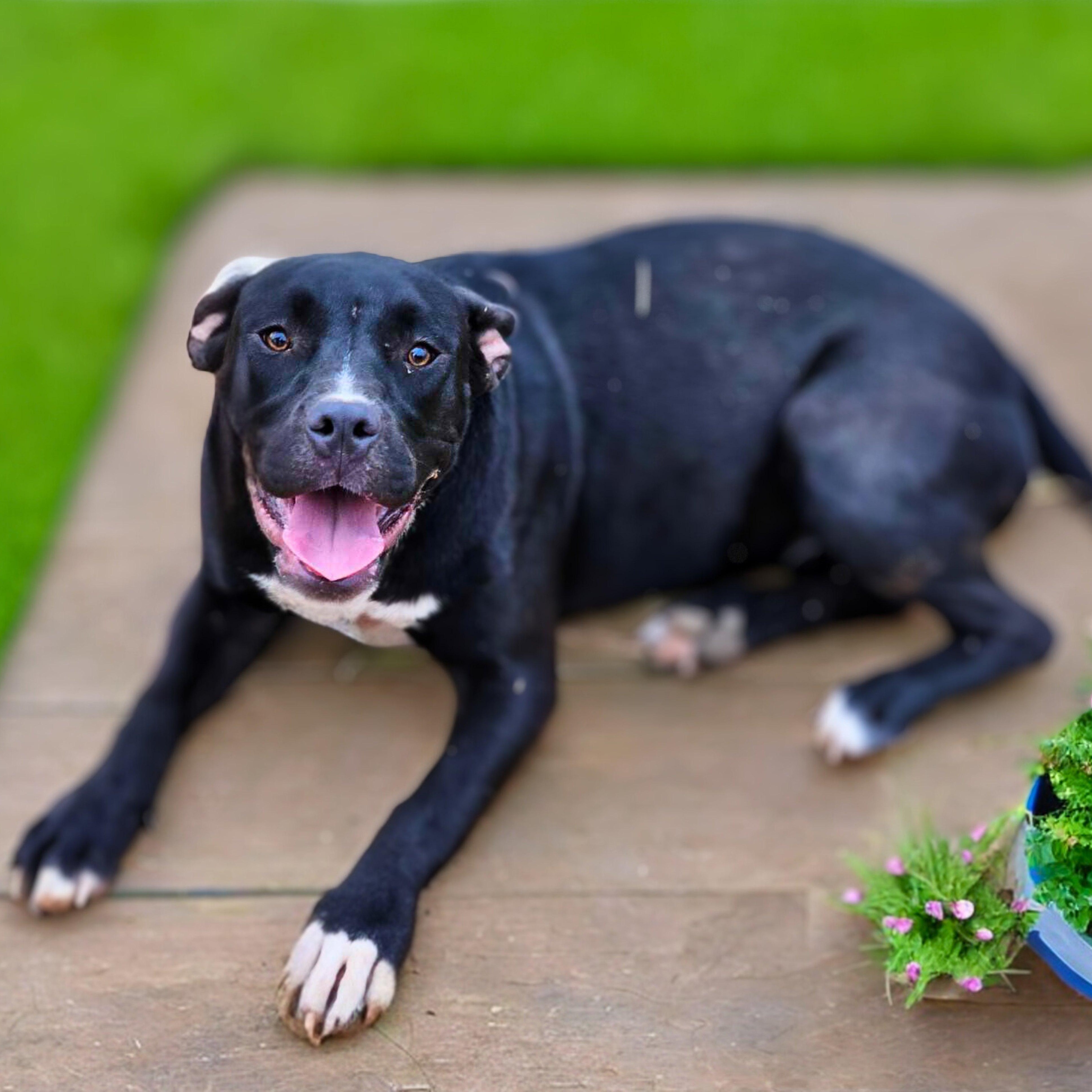 Dog for adoption - Cannellini, a Shar-Pei & Boxer Mix in South Weber ...