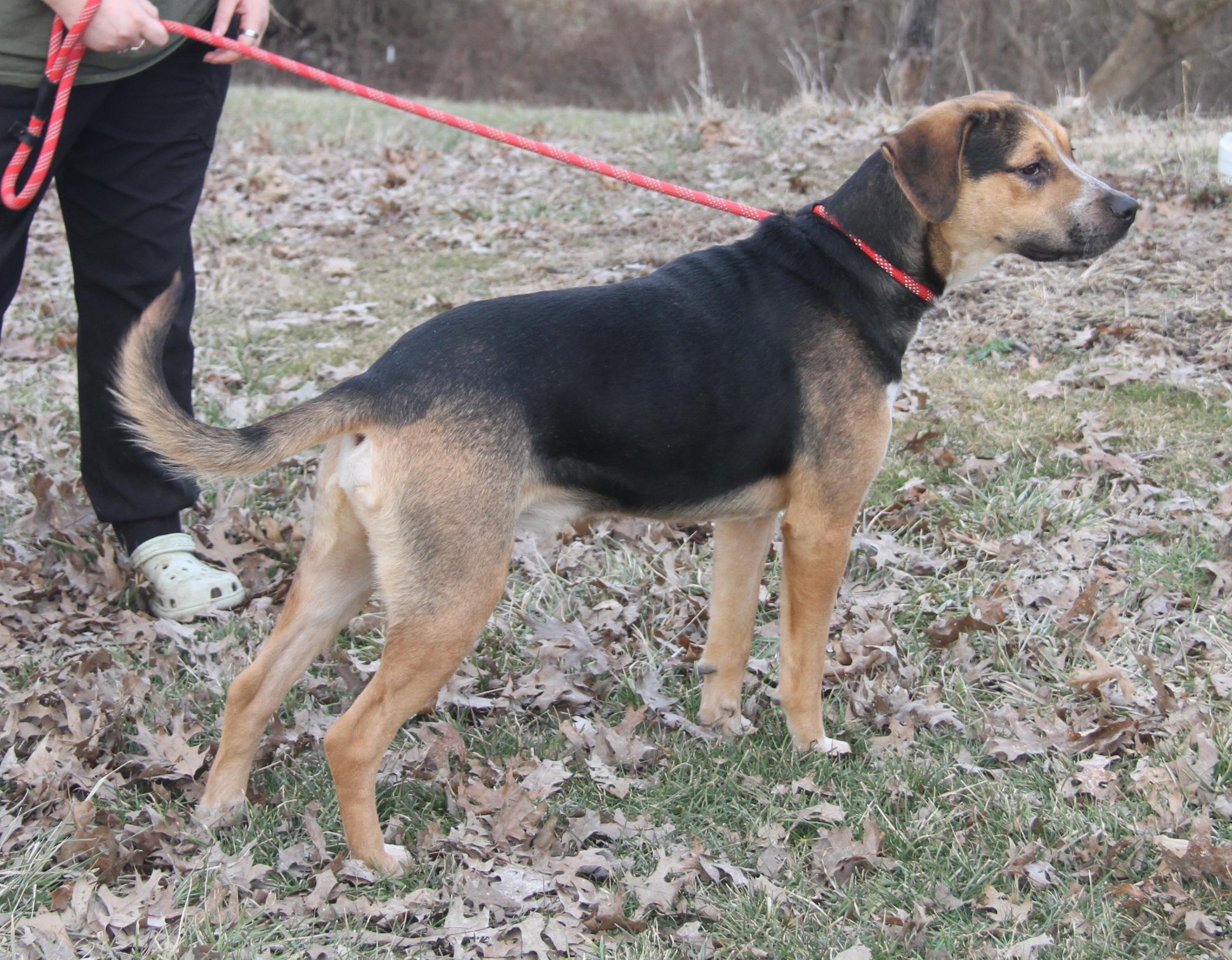 Banshee (Neutered) - Adoptable Pet | Petfinder | Petfinder