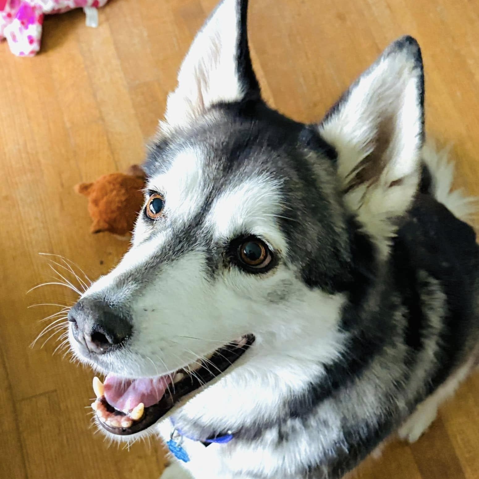 Dog for adoption - Galaxy, a Husky in Cameron, MO | Petfinder