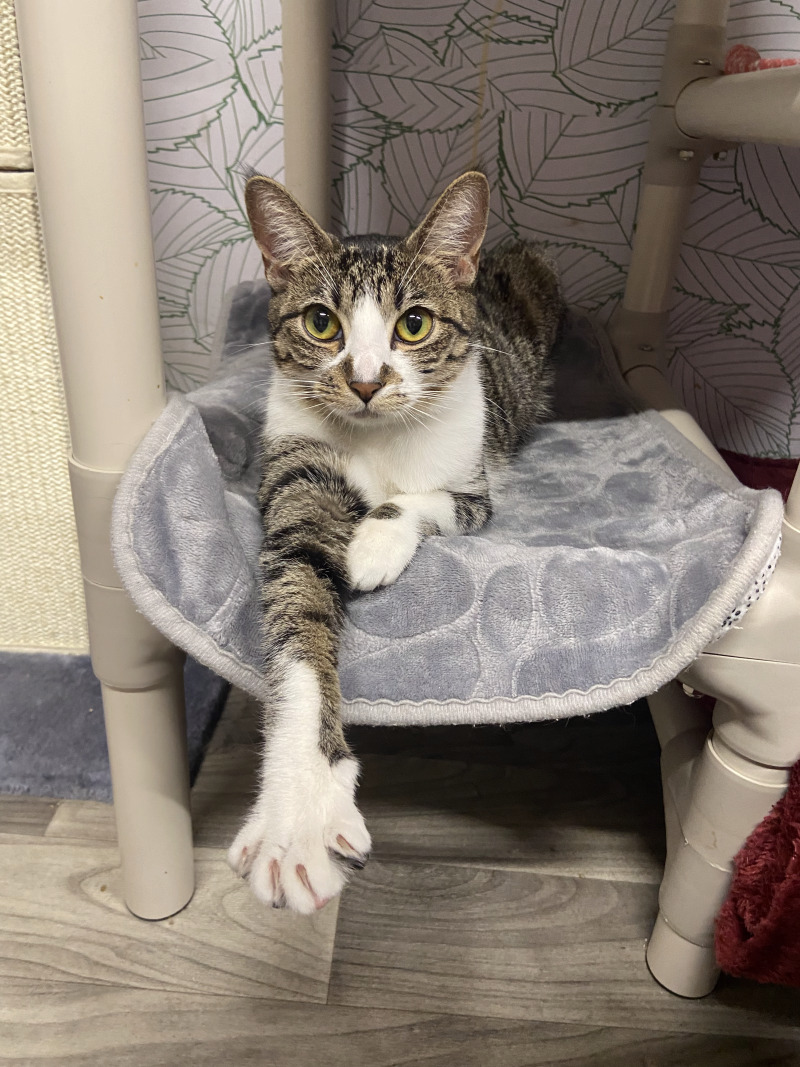 Cat for adoption - Clover, a Tabby in Delta, BC | Petfinder