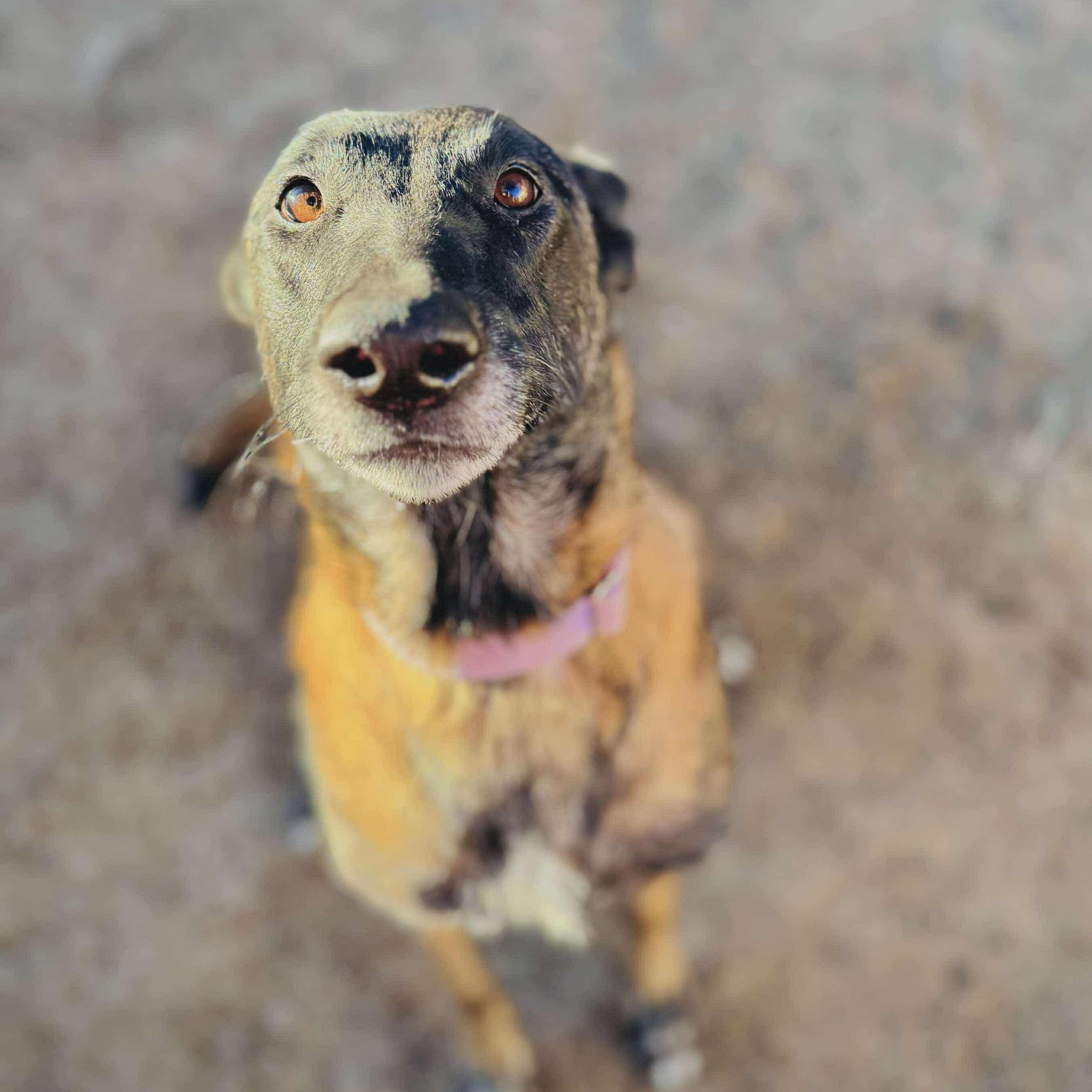 Dog for adoption - Gypsy, a Belgian Shepherd / Malinois Mix in Spokane ...