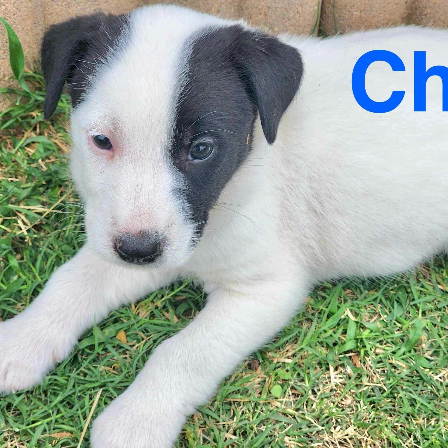 Dog for adoption - Chip, a Border Collie & Border Terrier Mix in ...