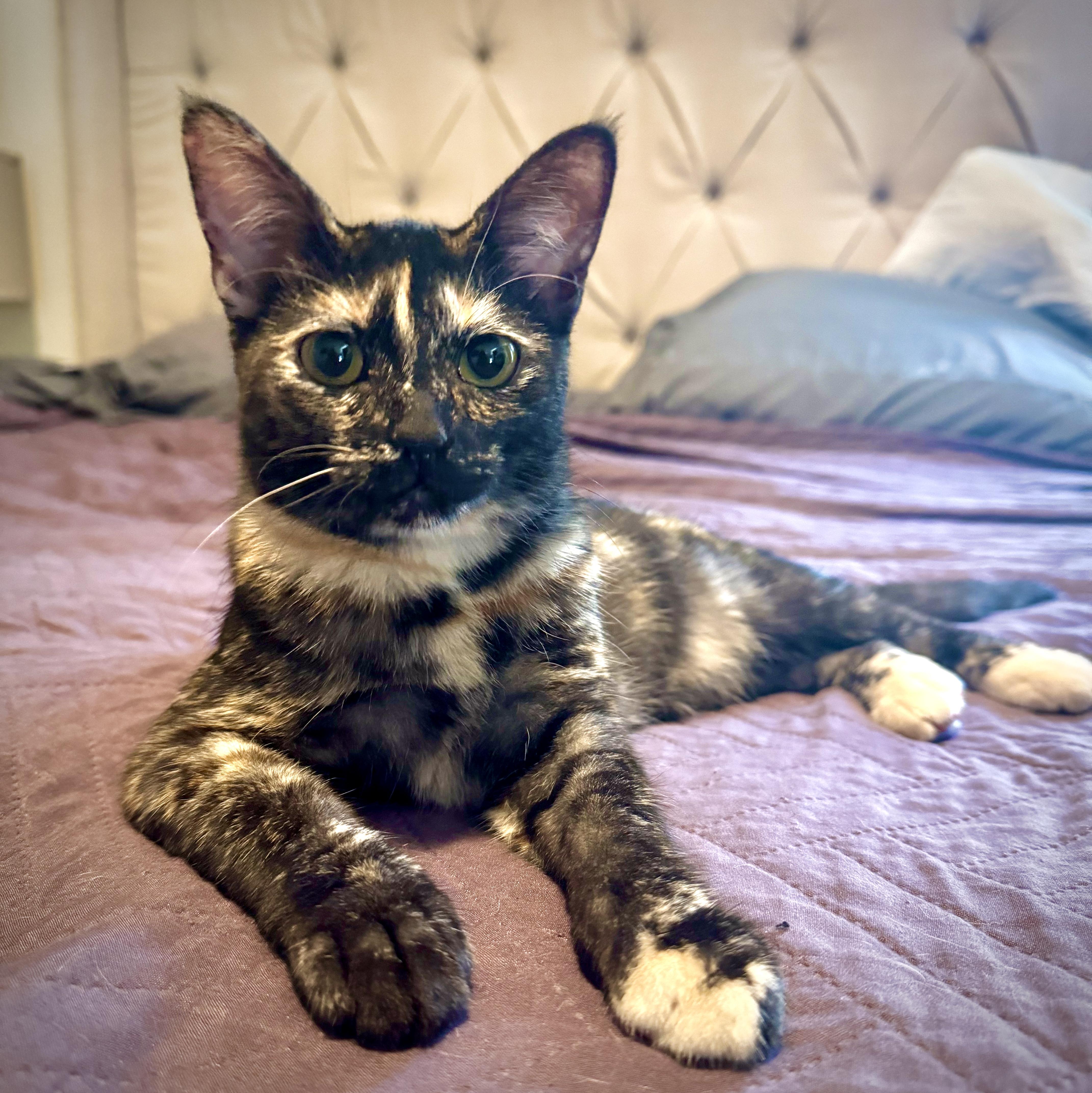 Cat for adoption - Flecks, a Domestic Short Hair in Allen, TX | Petfinder