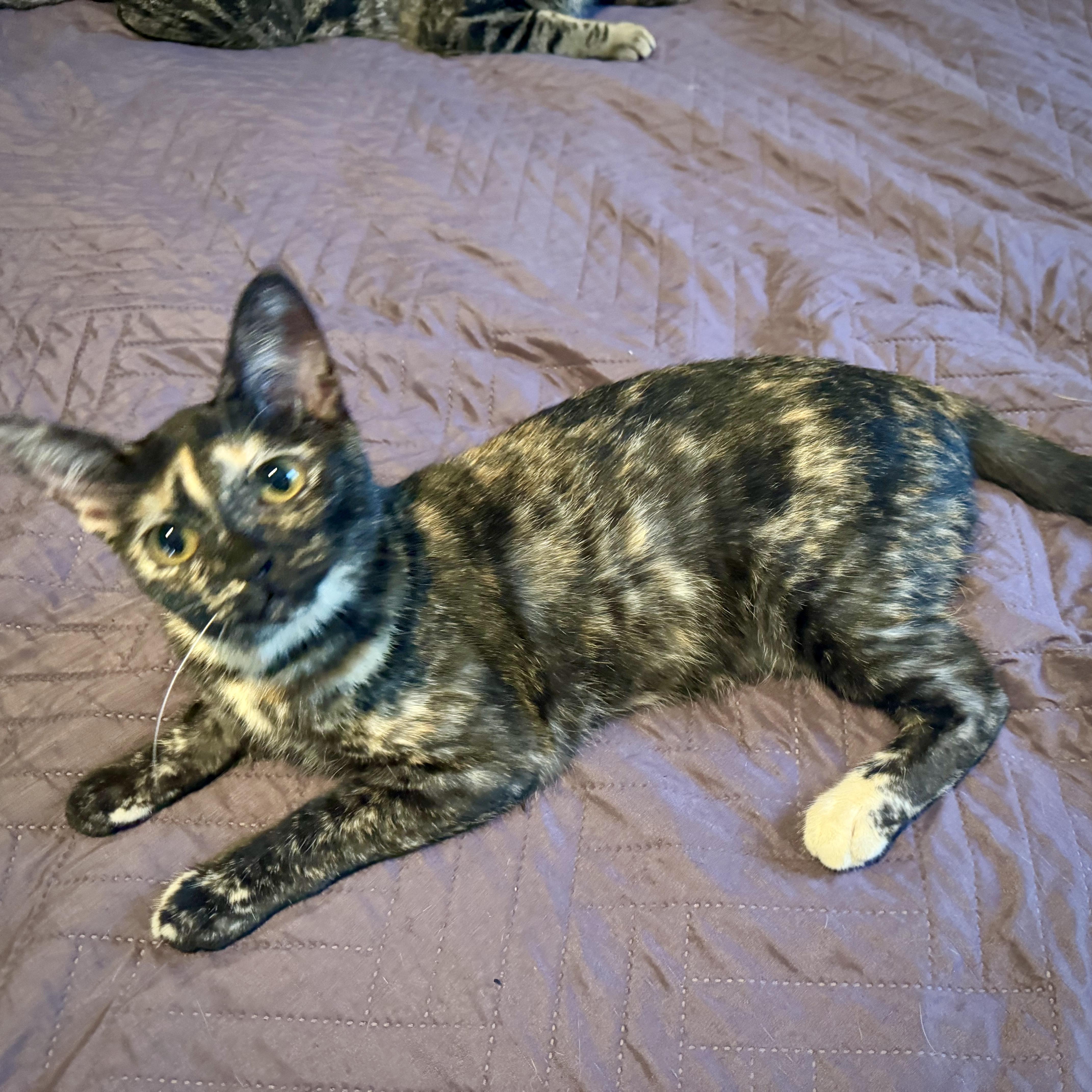 Cat for adoption - Flecks, a Domestic Short Hair in Allen, TX | Petfinder