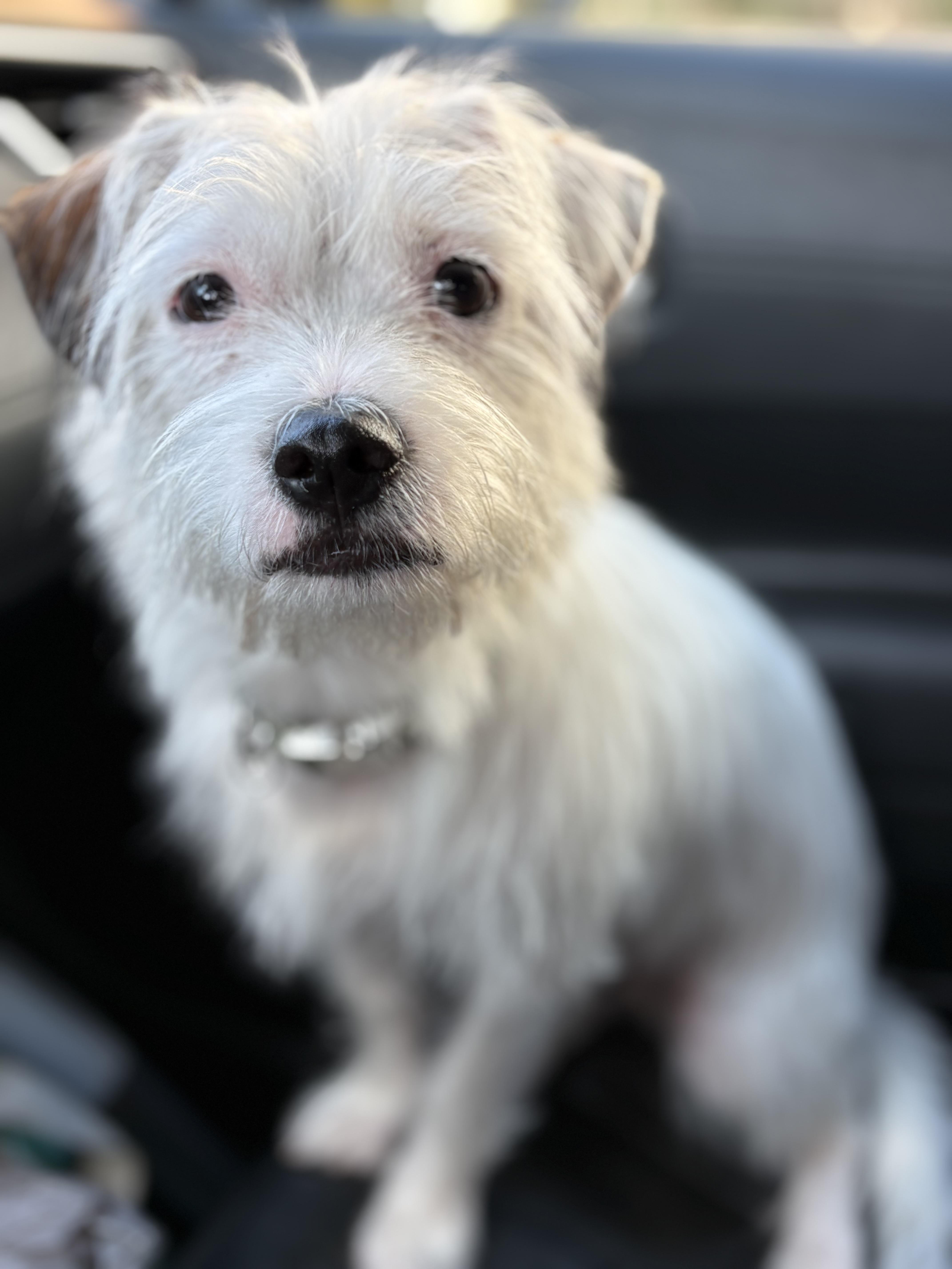 Dog for adoption - Charley, a Terrier & Jack Russell Terrier Mix in ...
