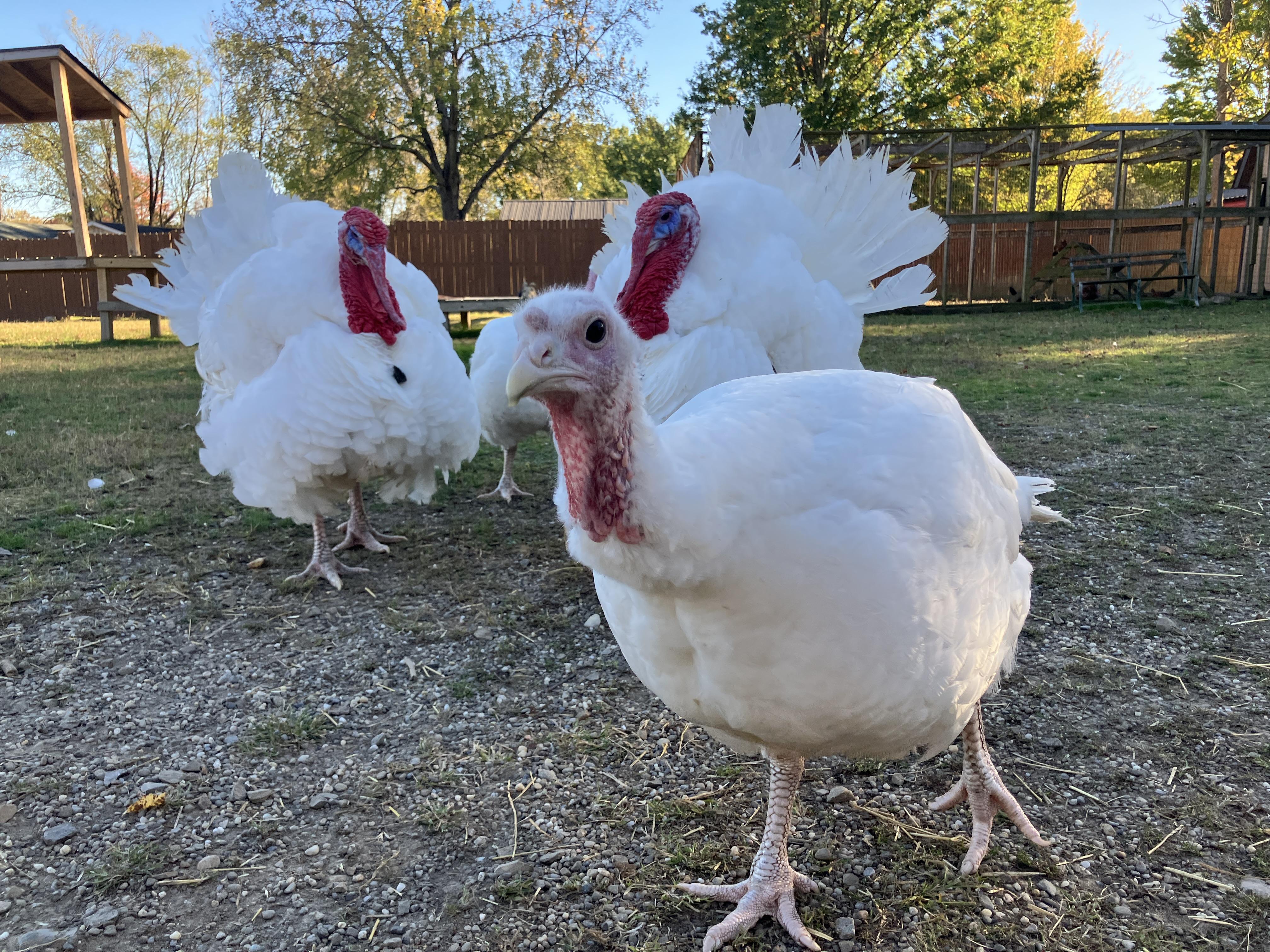 Turkey for adoption - Turkeys (2 Hens & 2 Toms), a Turkey in Ravenna ...