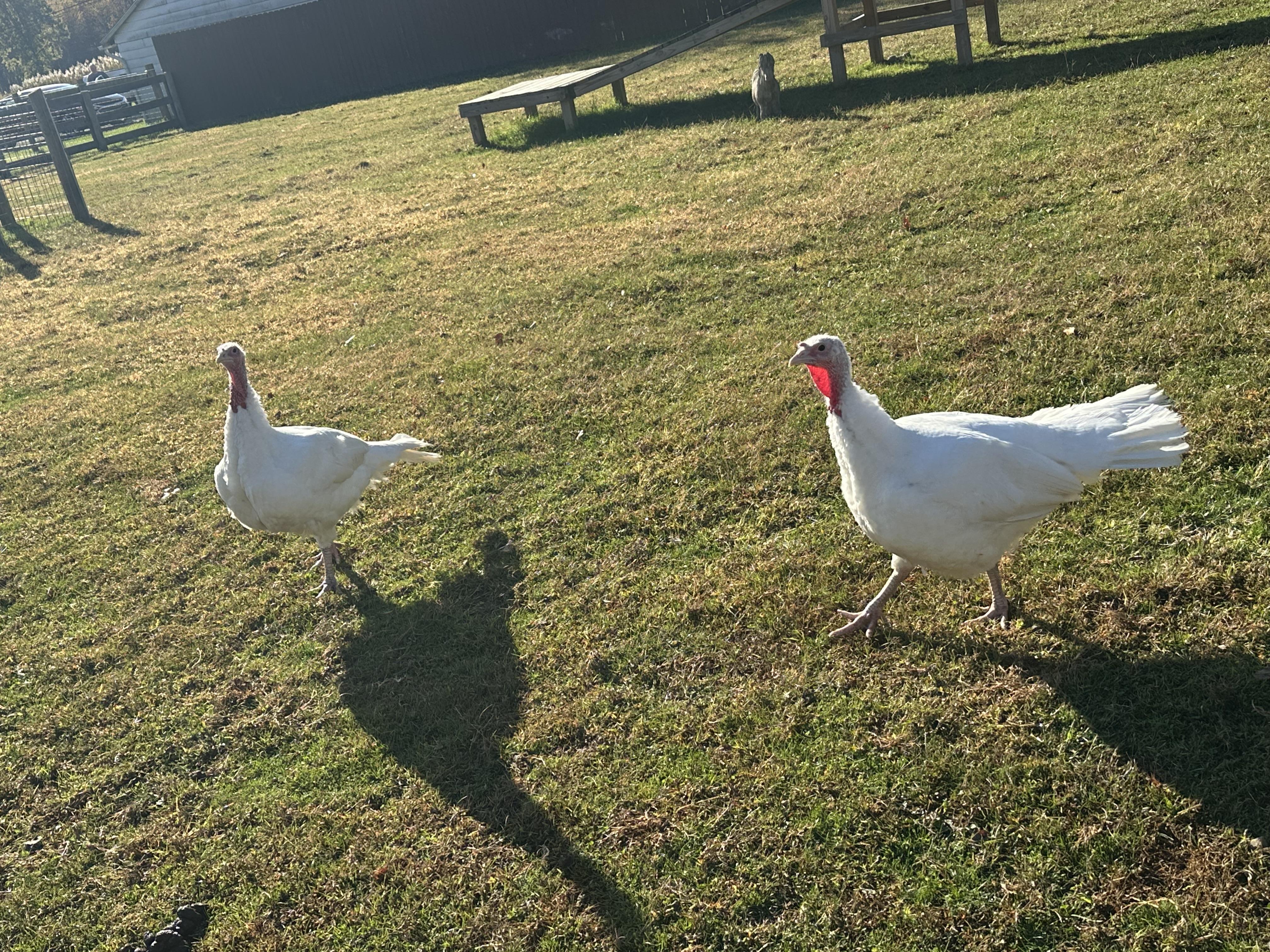 Turkey for adoption - Turkeys (2 Hens & 2 Toms), a Turkey in Ravenna ...