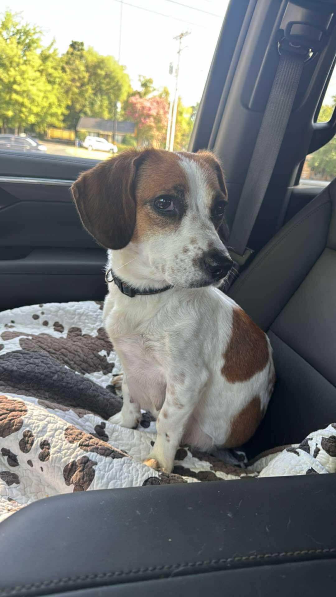 Dog for adoption - Ellie Springfield, a Dachshund & Beagle Mix in O Fallon, IL | Petfinder