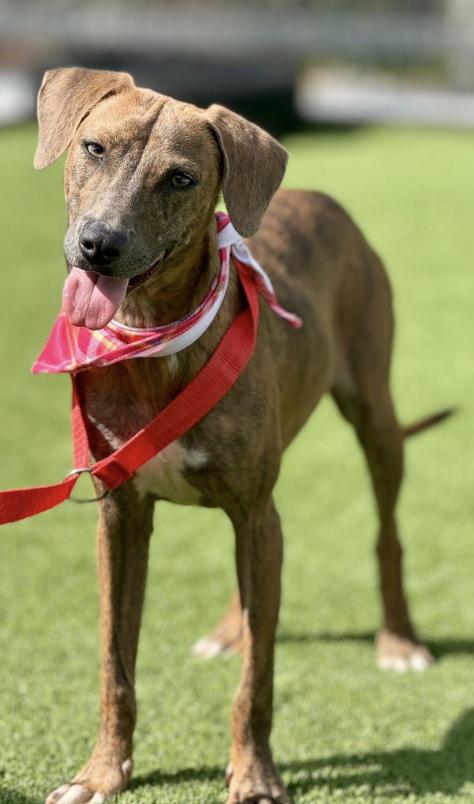 Dog for adoption - Ruby -a gem found on a rooftop, polished with love ...