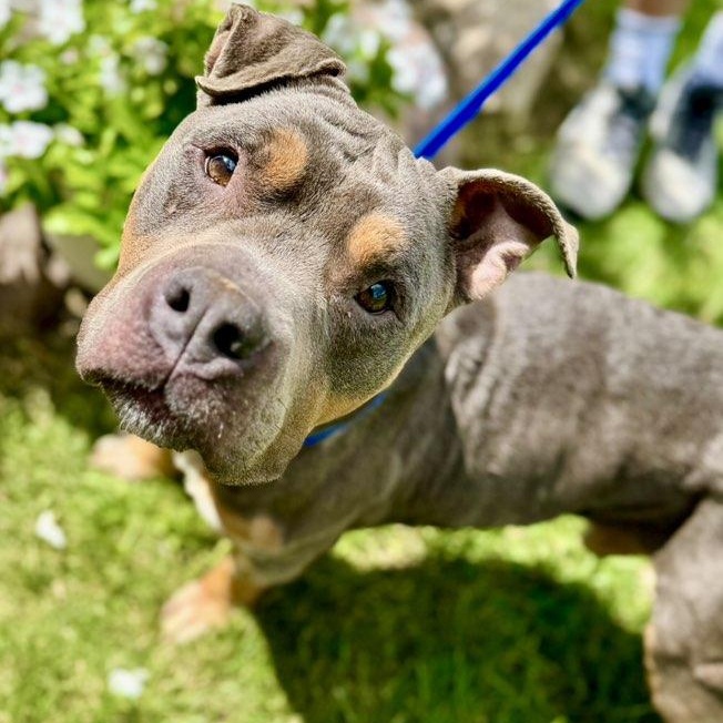 Dog for adoption - Chulo, a Pit Bull Terrier Mix in Battle Creek, MI ...