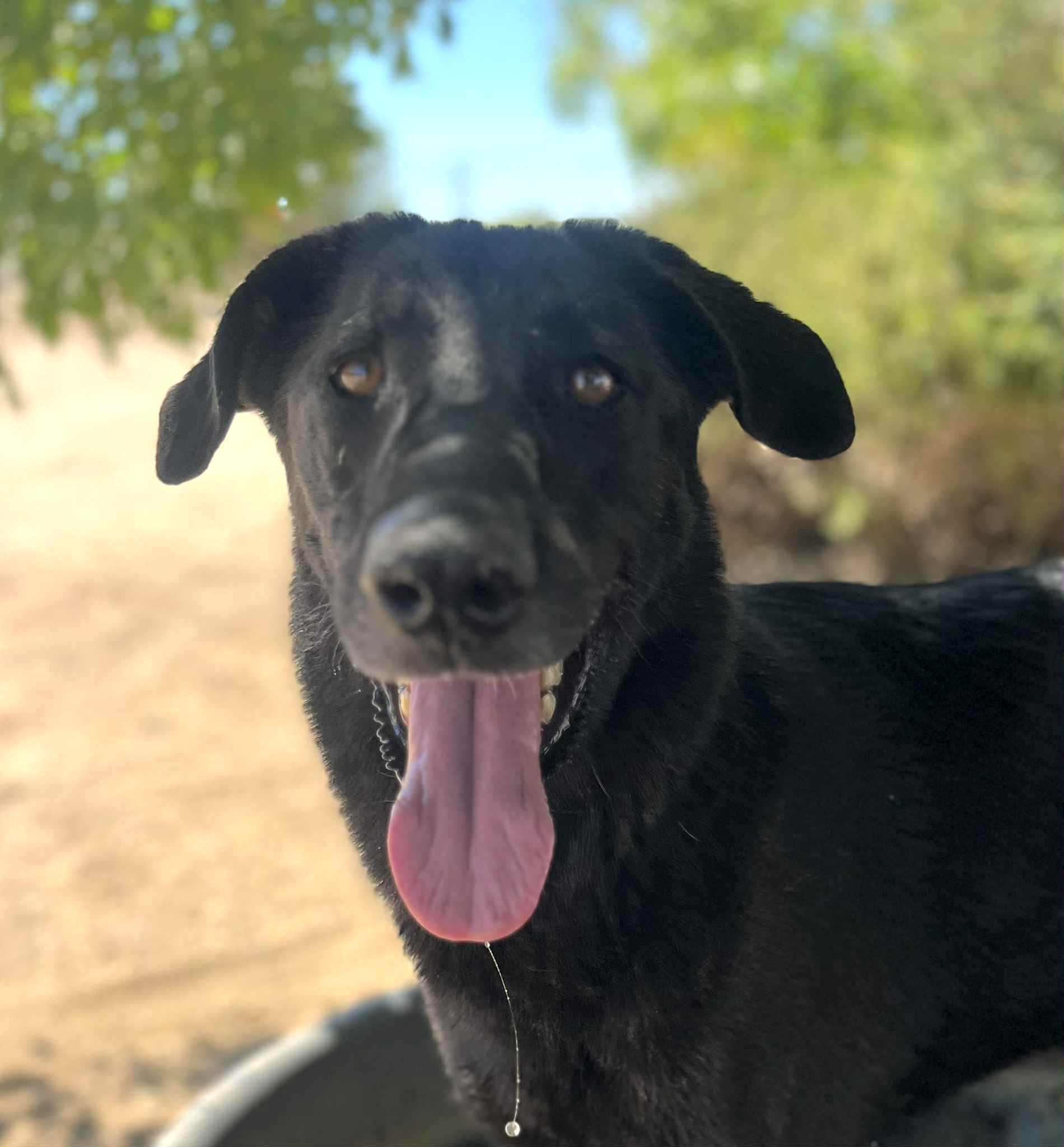 Dog for adoption - Domino, a Black Labrador Retriever & Shepherd Mix in ...
