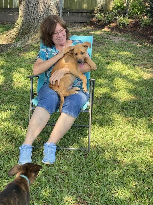 Dog for adoption - Howie Ronnie, a Pit Bull Terrier & Labrador ...