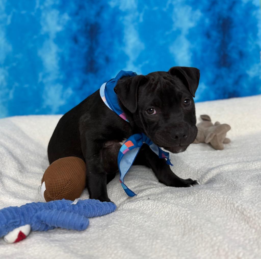 Dog for adoption - Ed, a Mixed Breed in Brattleboro, VT | Petfinder