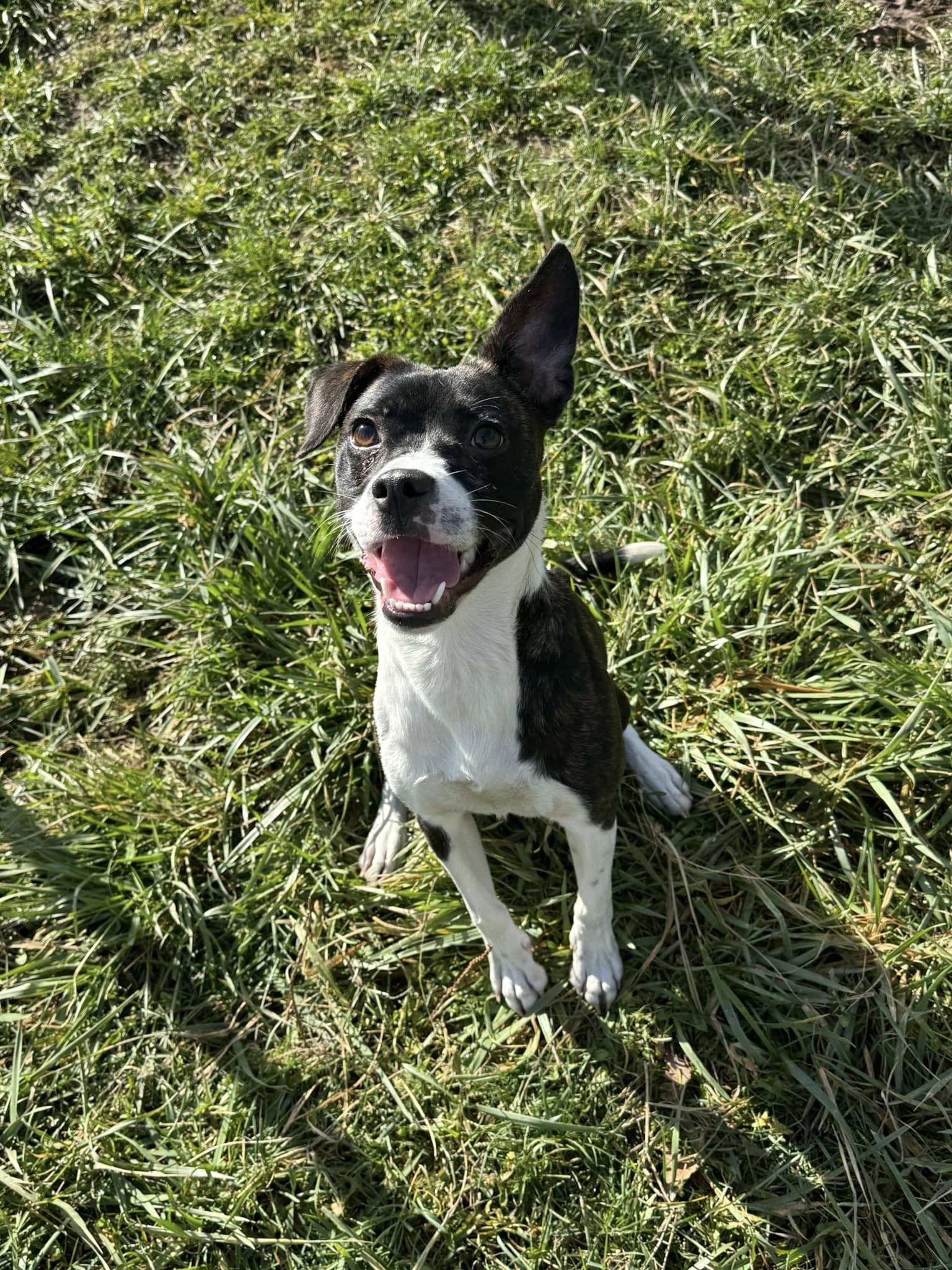 Dog for adoption - Willow, a Terrier & Boston Terrier Mix in Geneva, IL ...