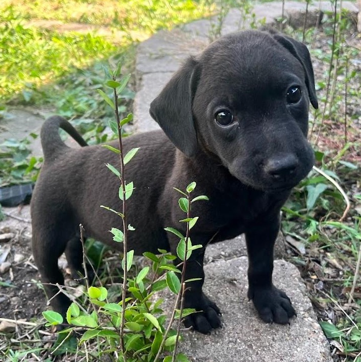 Dog for adoption - Rudolph - Lab pup runt, a Labrador Retriever ...