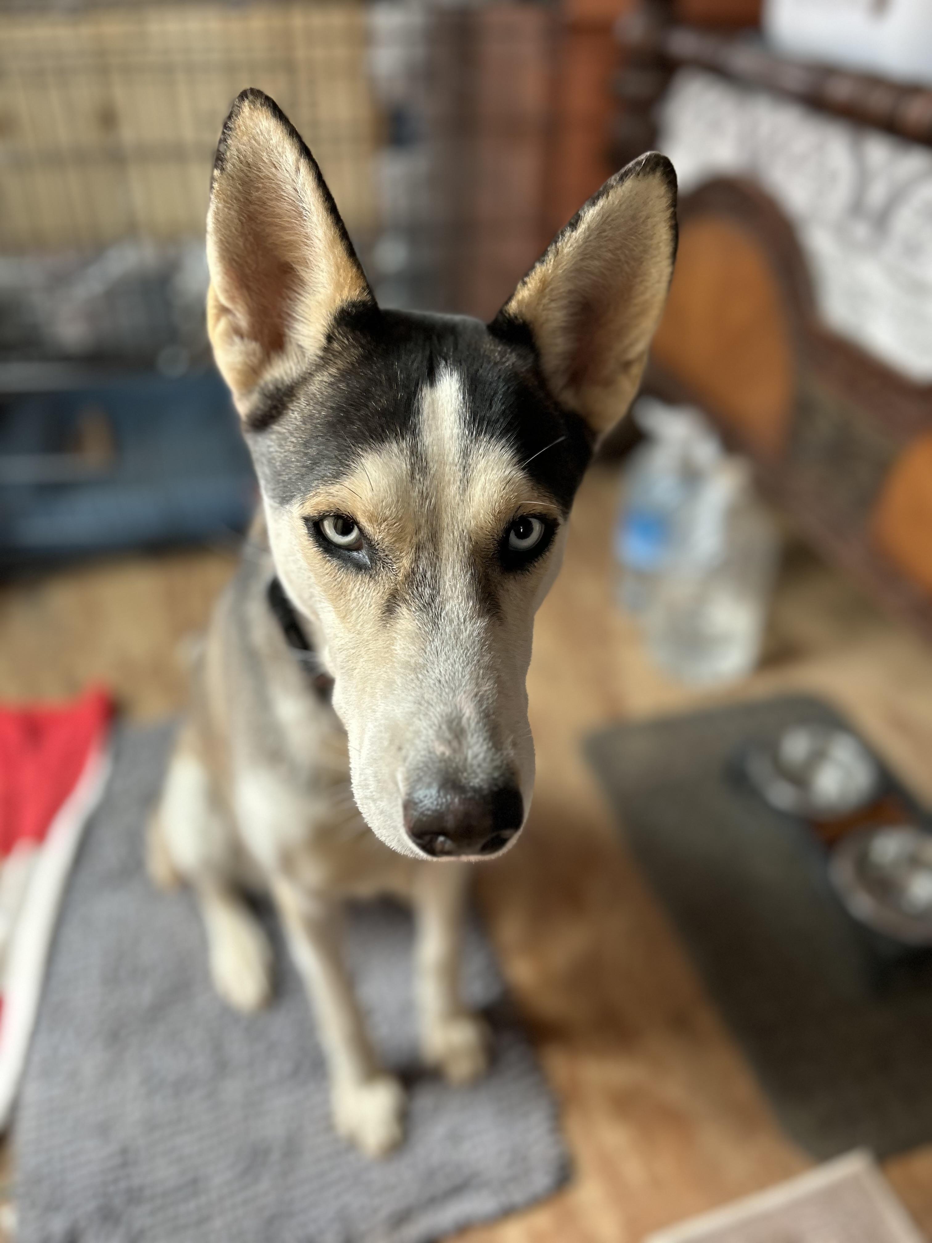Dog for adoption - Princess Peach, a Siberian Husky Mix in Madison, WI ...