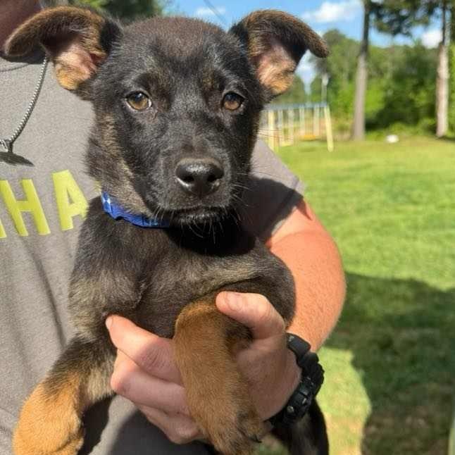 Dog for adoption - Roman, a German Shepherd Dog in Smithfield, RI ...