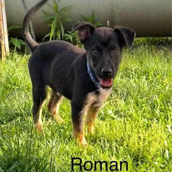 Dog for adoption - Roman, a German Shepherd Dog in Smithfield, RI ...