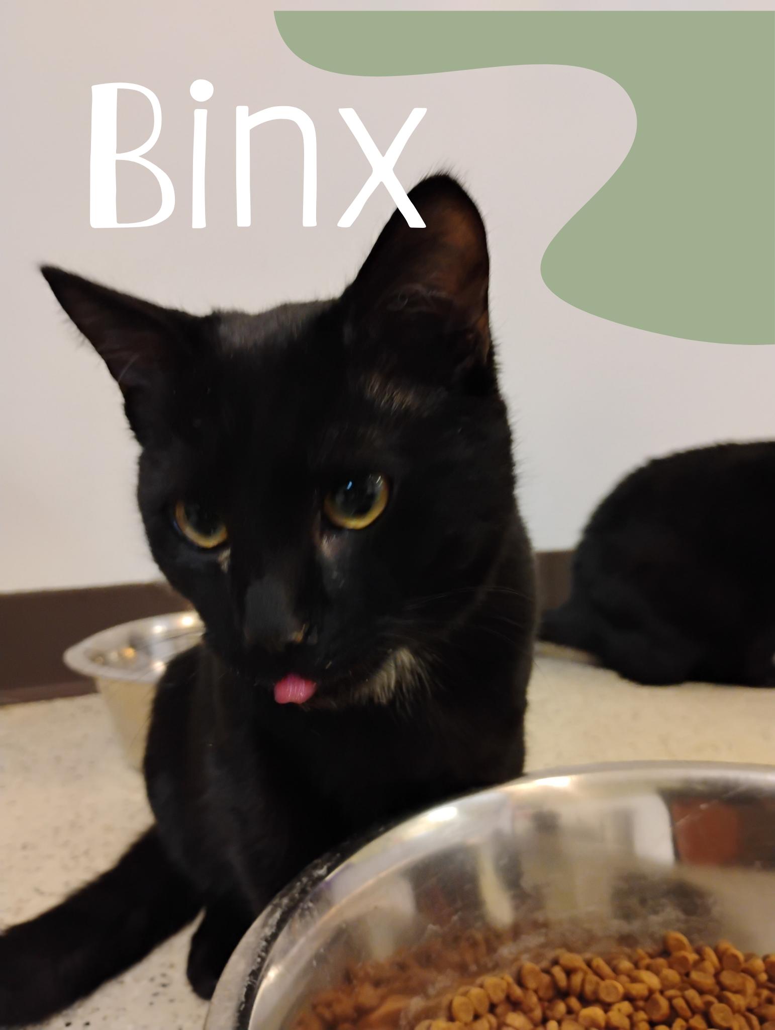 Cat for adoption - Binx, a Domestic Short Hair in Muncie, IN | Petfinder